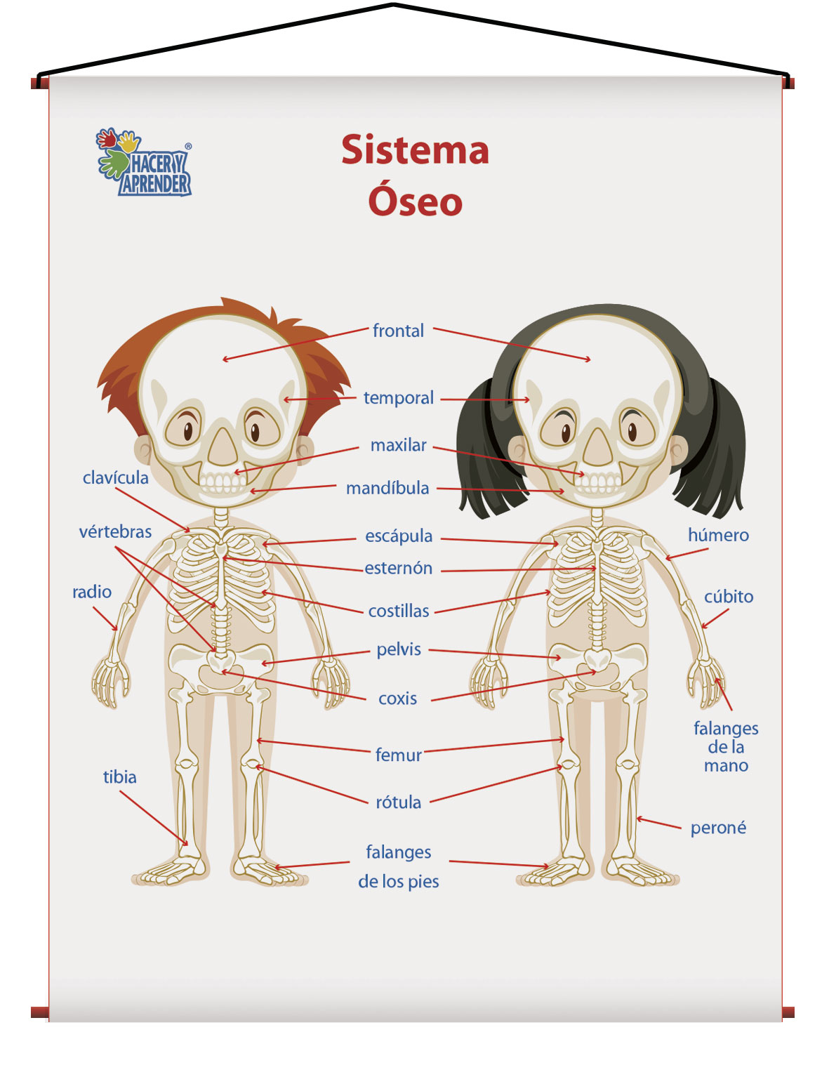 LAMINA DIDACTICA SISTEMA OSEO NIÑOS – Ideas para Aprender